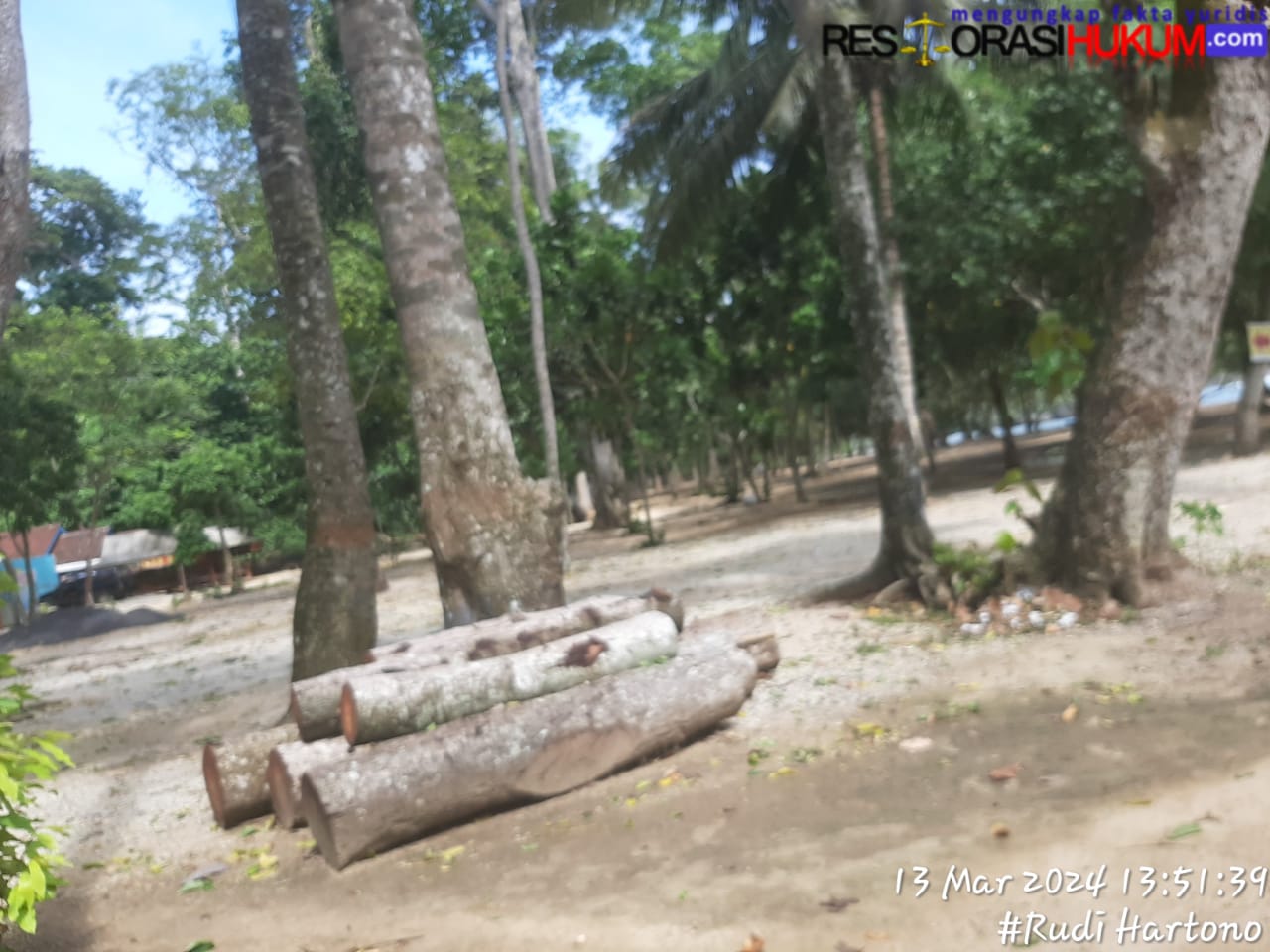 Ada Tumpukan Kayu Baru, Di Hutan Lindung Wisata Kondang Merak ...